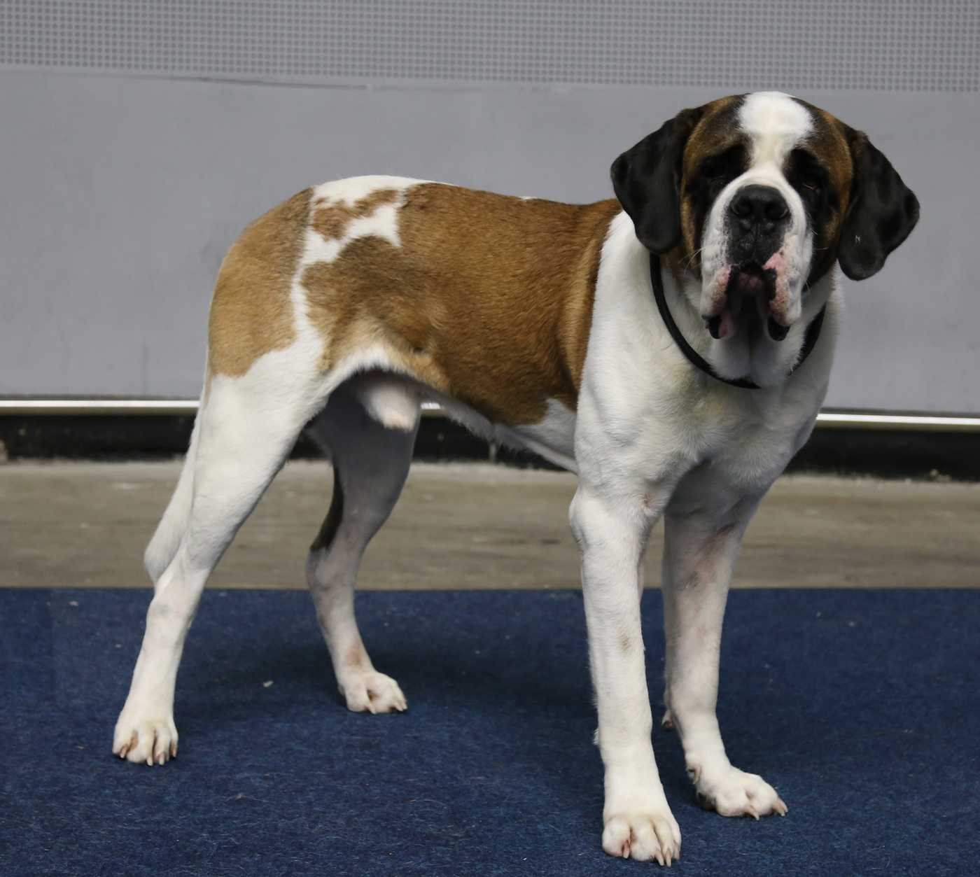 Val du Morakopf | Espace expositions | Saint Bernard en Alsace